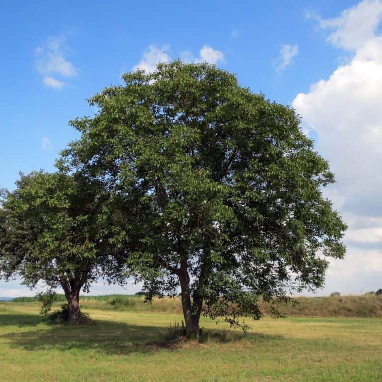 Pickled Walnuts Recipe - Kitchen and Other Stories