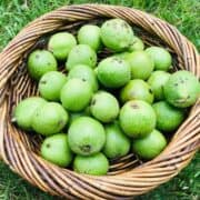 Pickled Walnuts Recipe - Kitchen and Other Stories