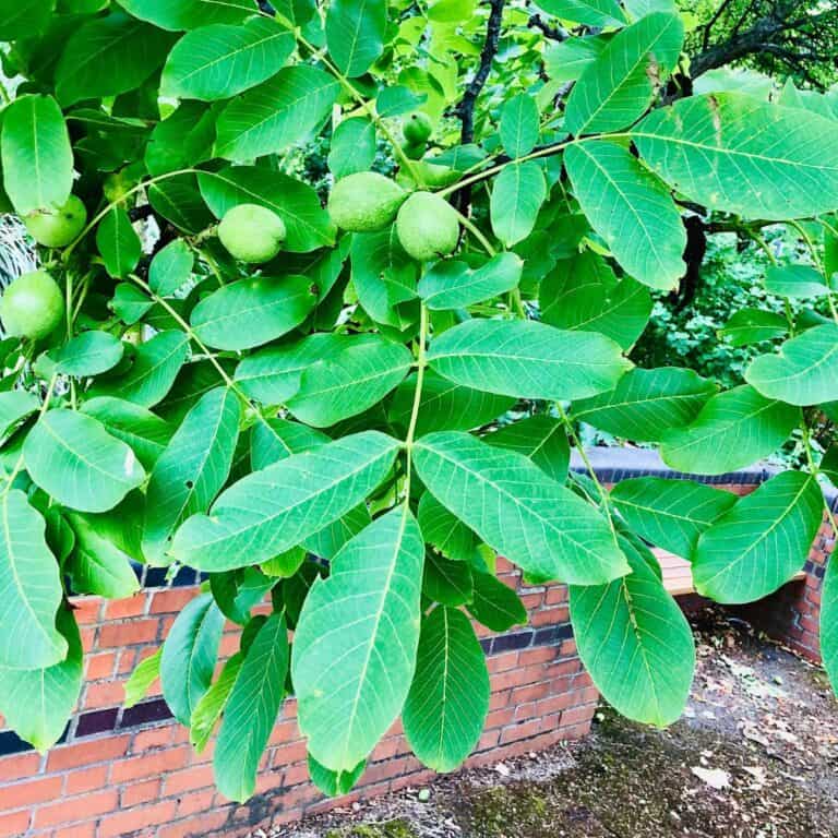Pickled Walnuts Recipe - Kitchen and Other Stories