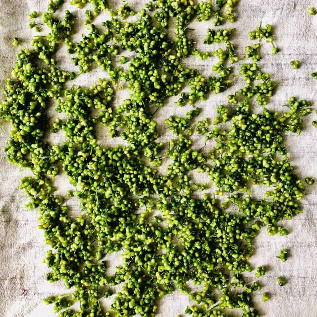 Wild Garlic Capers - Kitchen and Other Stories